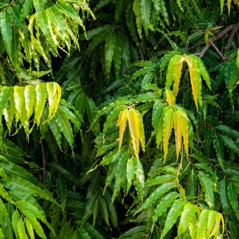 17 Medicinal Trees Names and Their Incredible Healing Powers