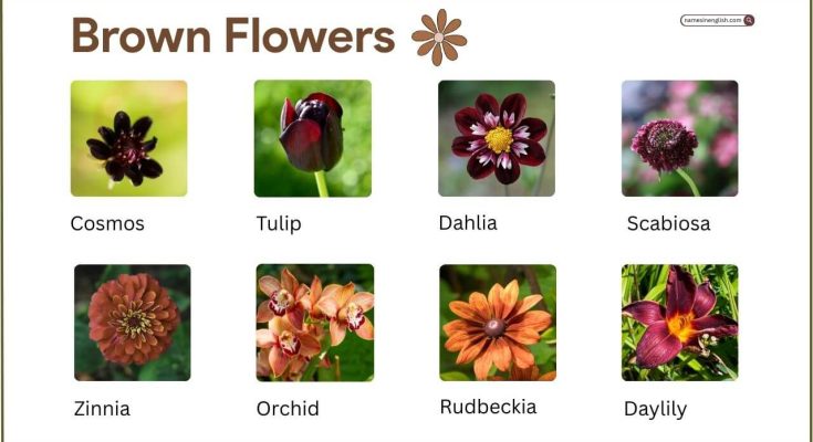 23 Brown Flower Names with Beautiful Pictures