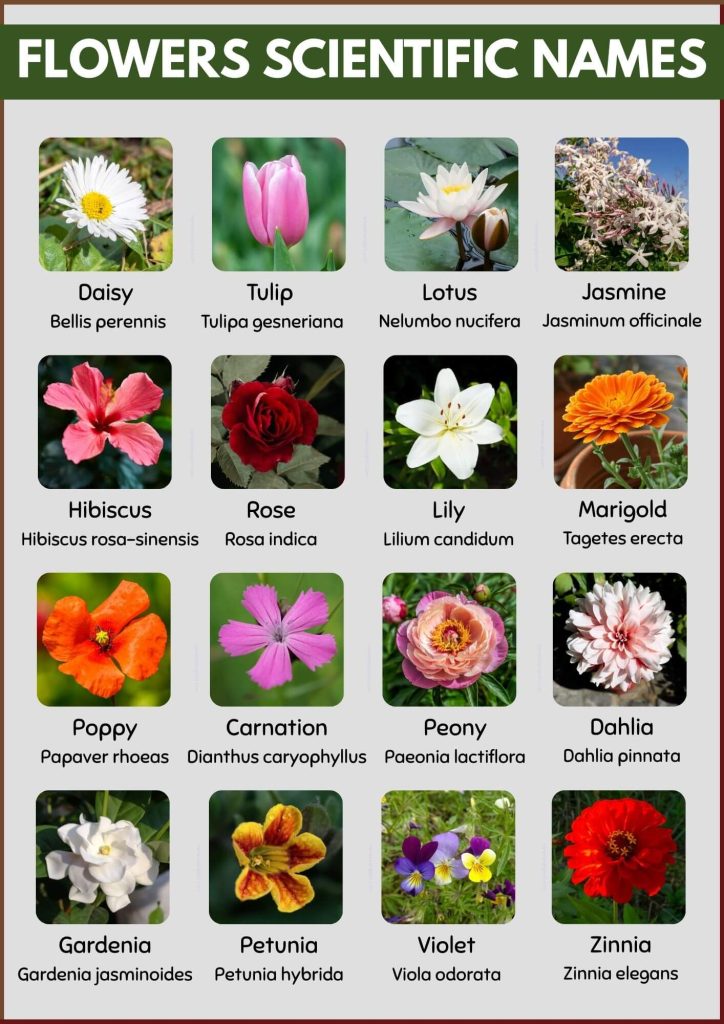 36 Scientific Names of Flowers with Pictures (Common & Botanical Names)