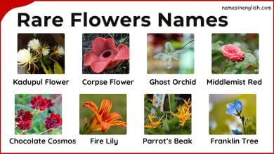 36 Scientific Names of Flowers with Pictures (Common & Botanical Names)