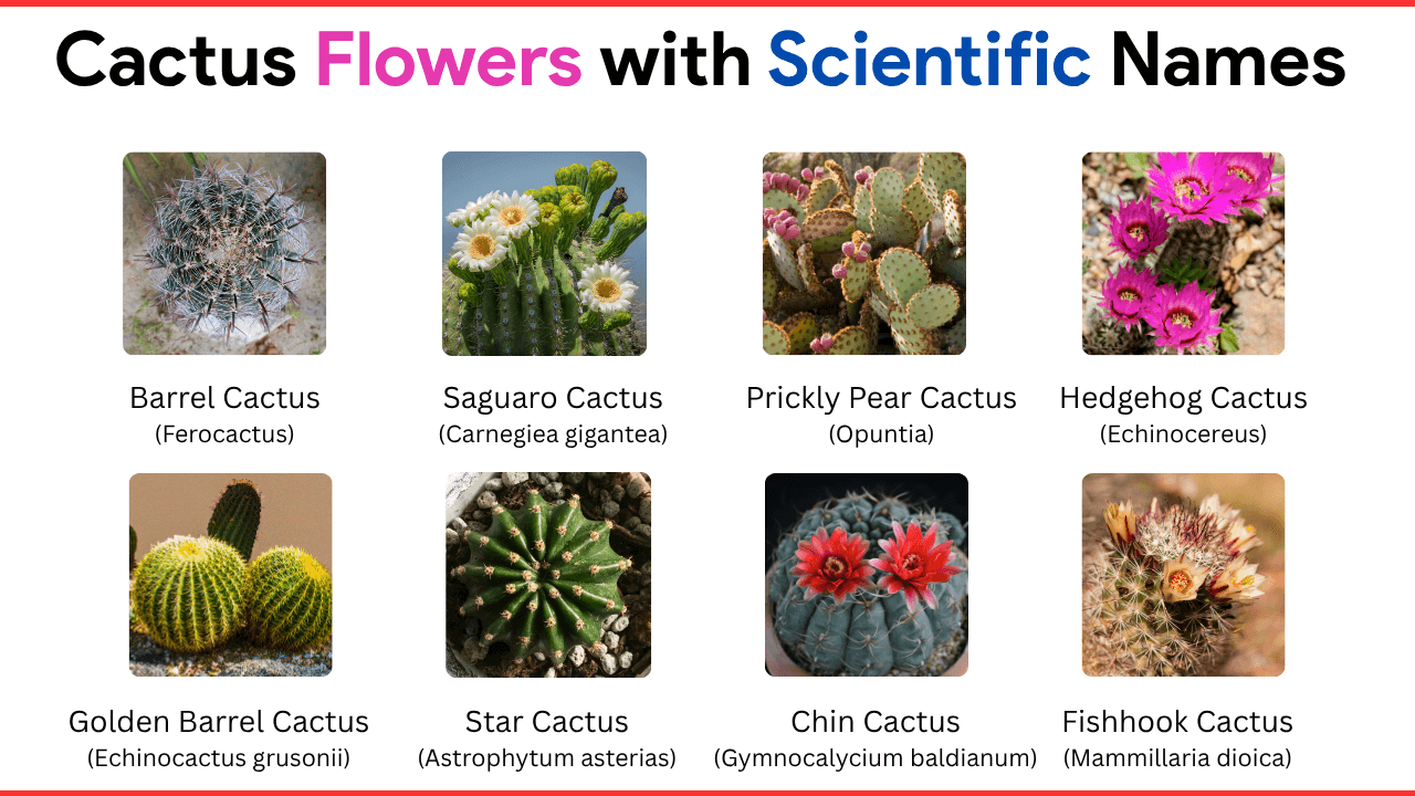 Identify Cactus Plants Names Benefits Of Keeping Cactus At Home