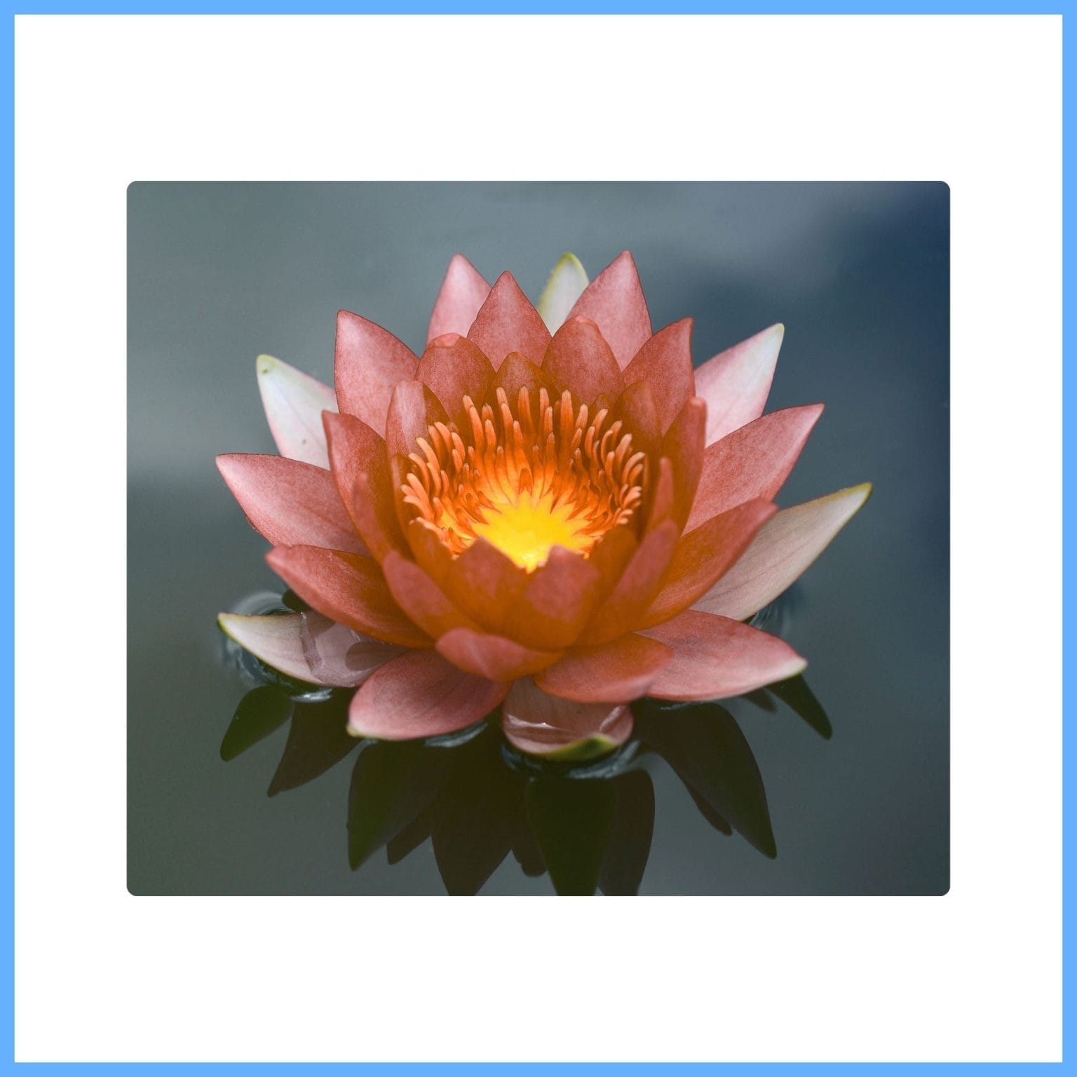 23 Brown Flower Names with Beautiful Pictures