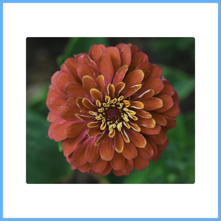 23 Brown Flower Names with Beautiful Pictures