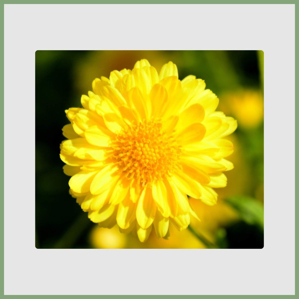 36 Scientific Names of Flowers with Pictures (Common & Botanical Names)