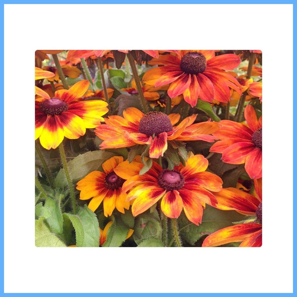 23 Brown Flower Names with Beautiful Pictures