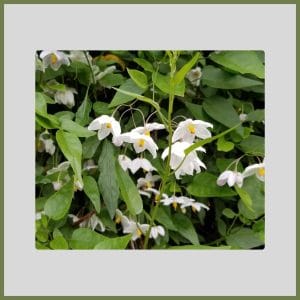 12 White Flowering Trees That Smell Like Heaven