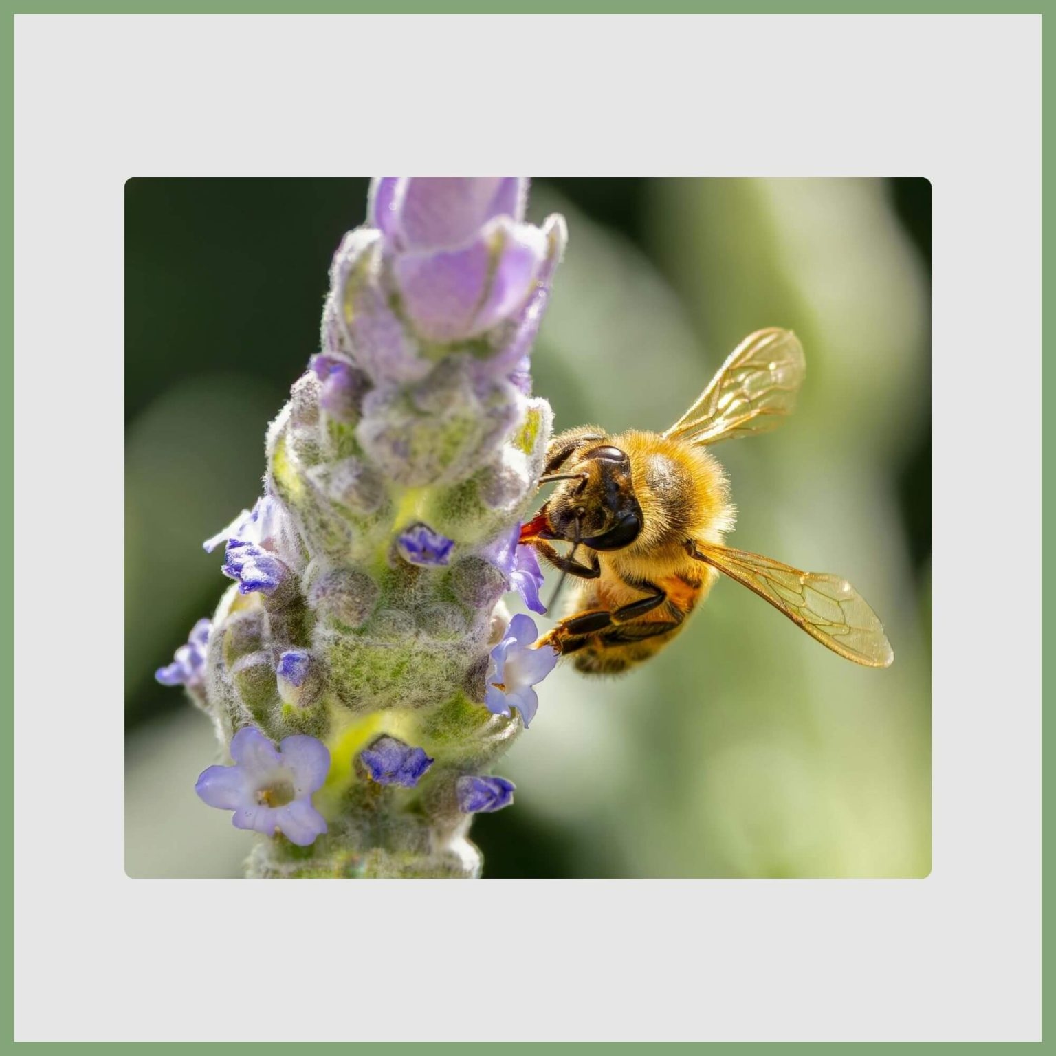 36 Scientific Names of Flowers with Pictures (Common & Botanical Names)