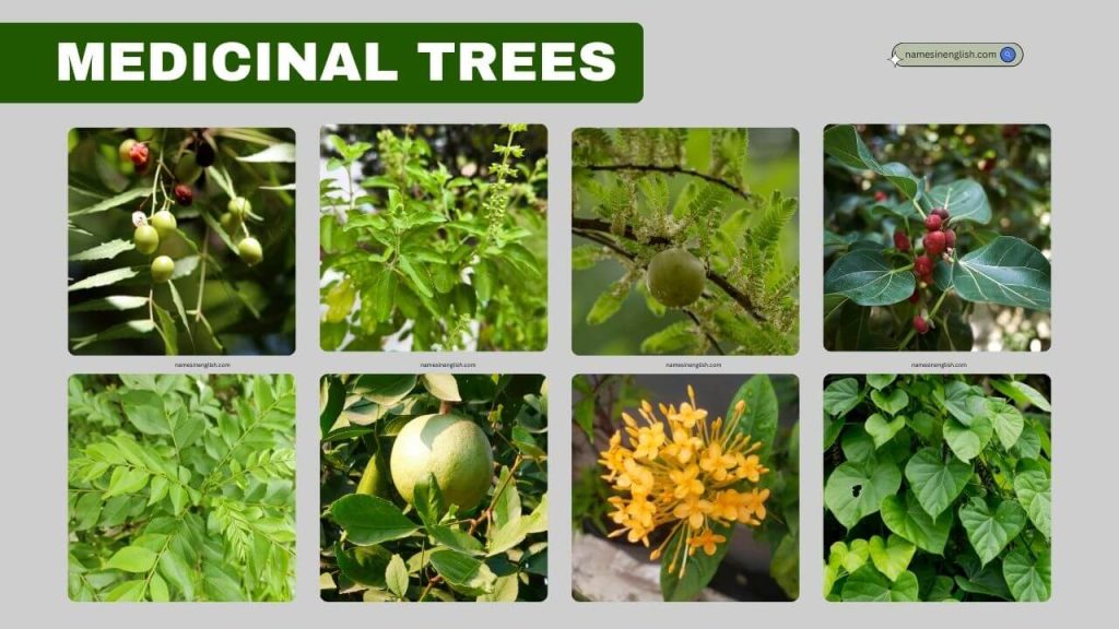 17 Medicinal Trees Names and Their Incredible Healing Powers