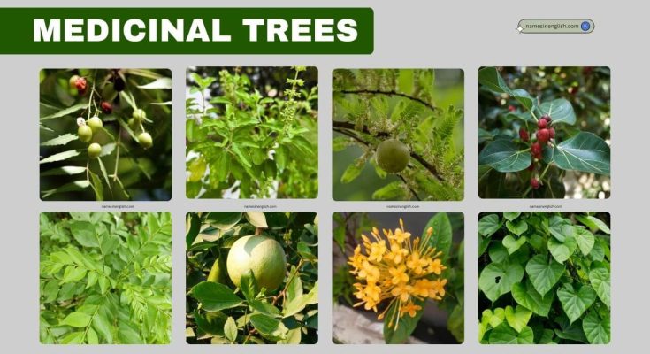 17 Medicinal Trees Names and Their Incredible Healing Powers