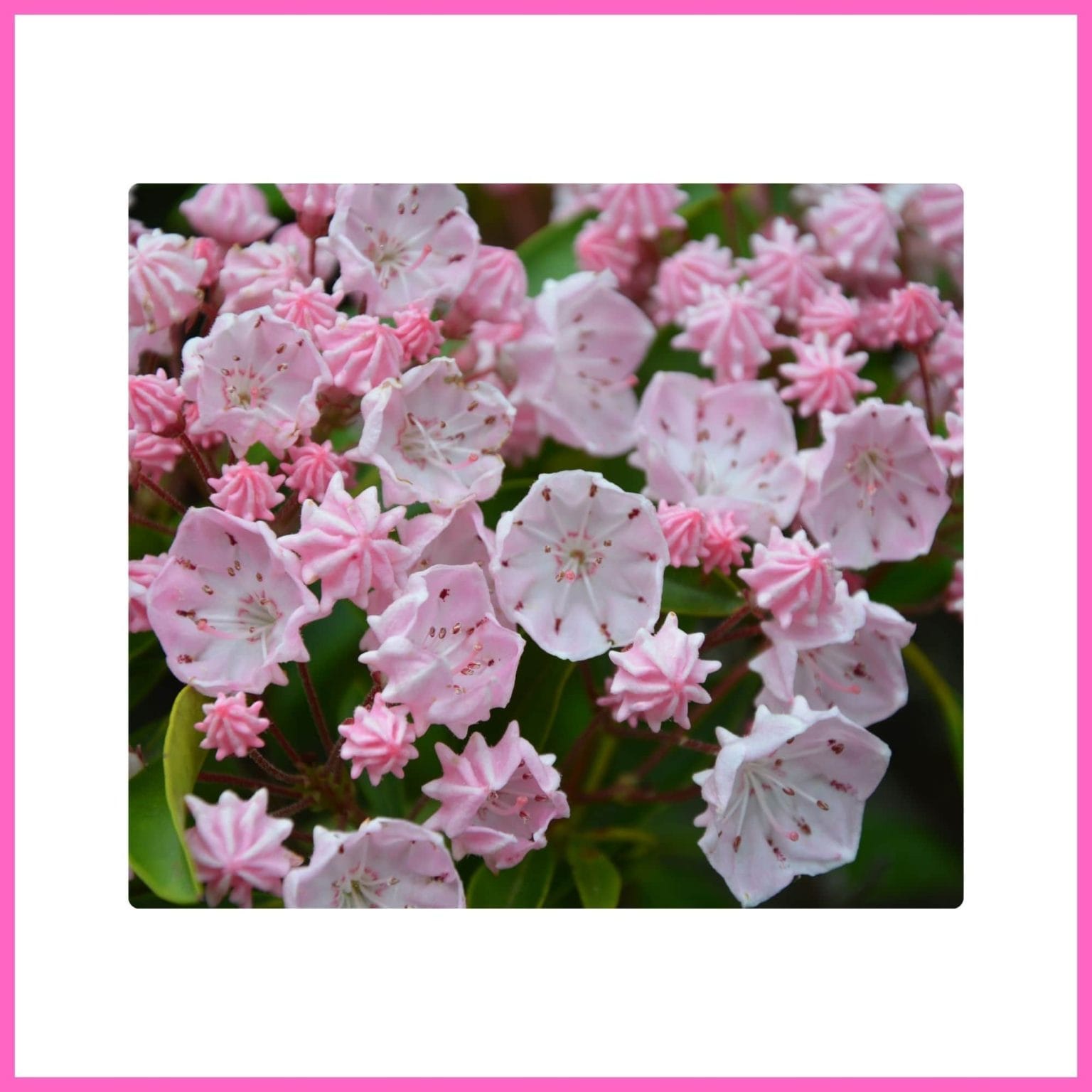 18+ Flowering Trees with Pink Blossoms (With Pictures)