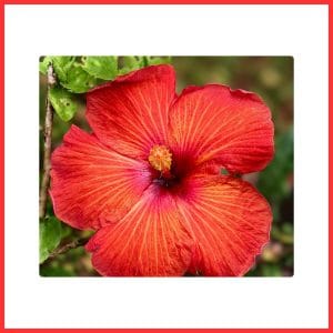 Types of Red Flowers: Names, Facts & Growing Details