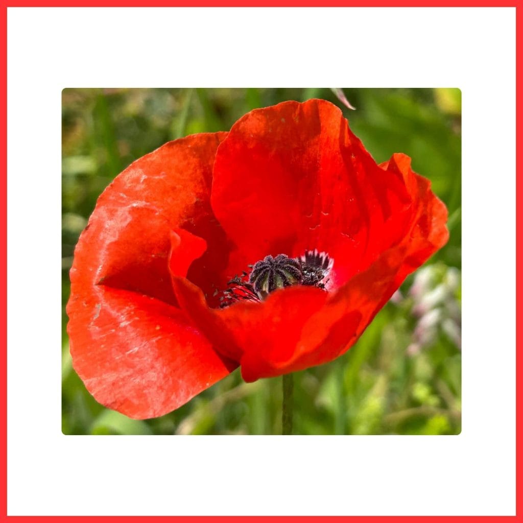 Types of Red Flowers: Names, Facts & Growing Details