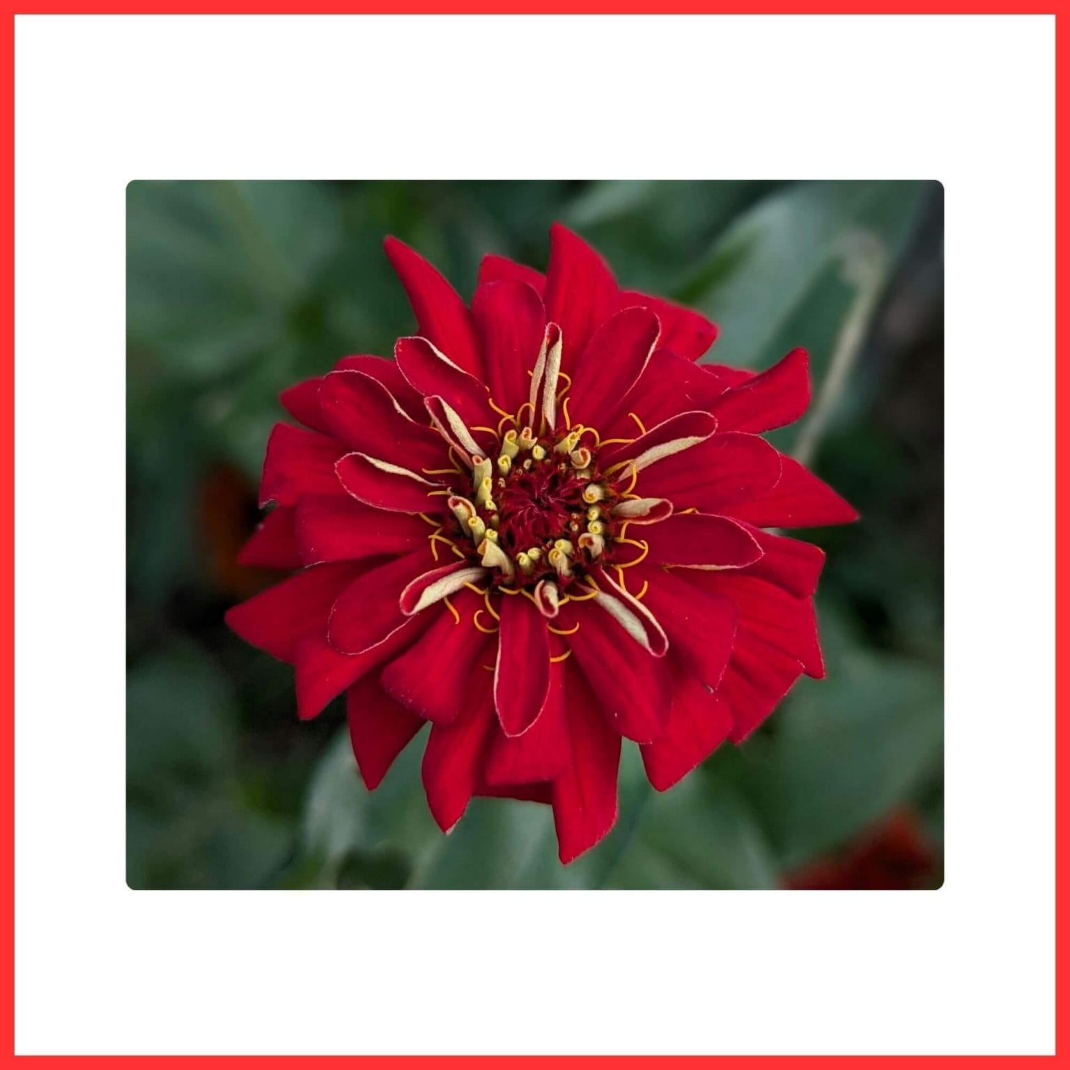 Types of Red Flowers: Names, Facts & Growing Details