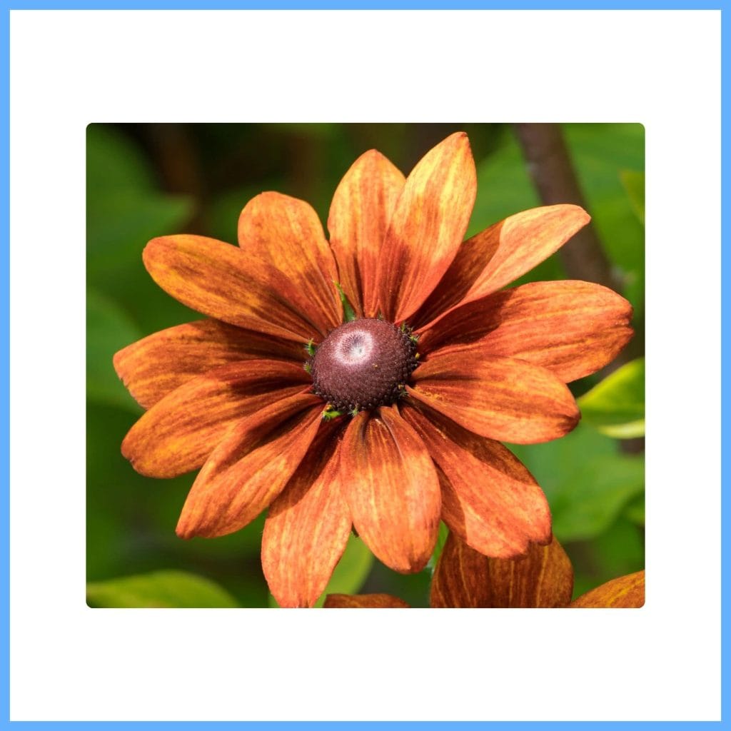 23 Brown Flower Names with Beautiful Pictures