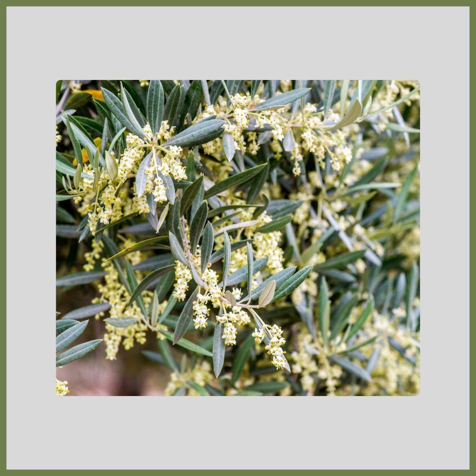 12 White Flowering Trees That Smell Like Heaven