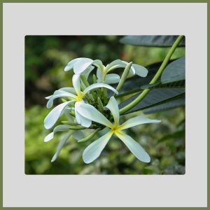 12 White Flowering Trees That Smell Like Heaven