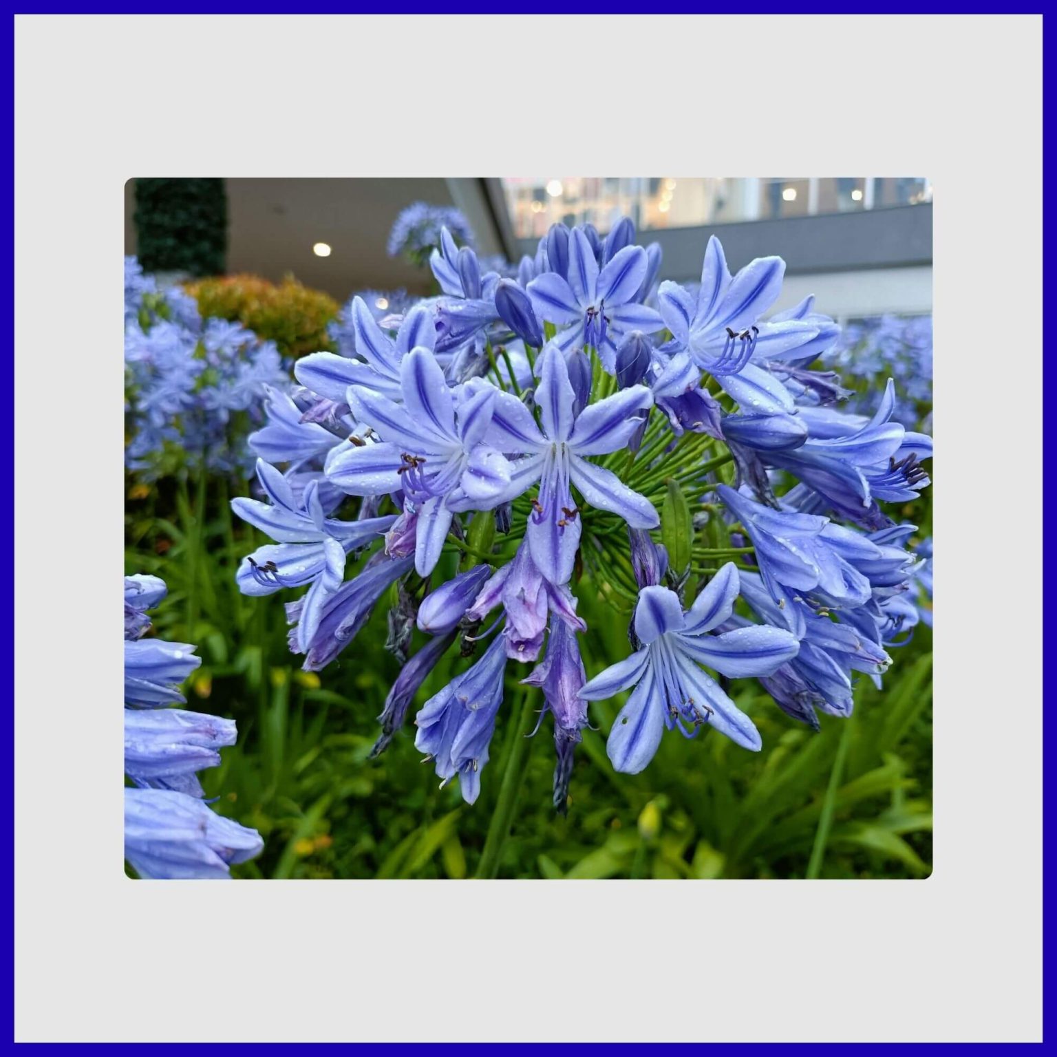 15 Beautiful Blue and White Flowers for Bouquets and Gardens