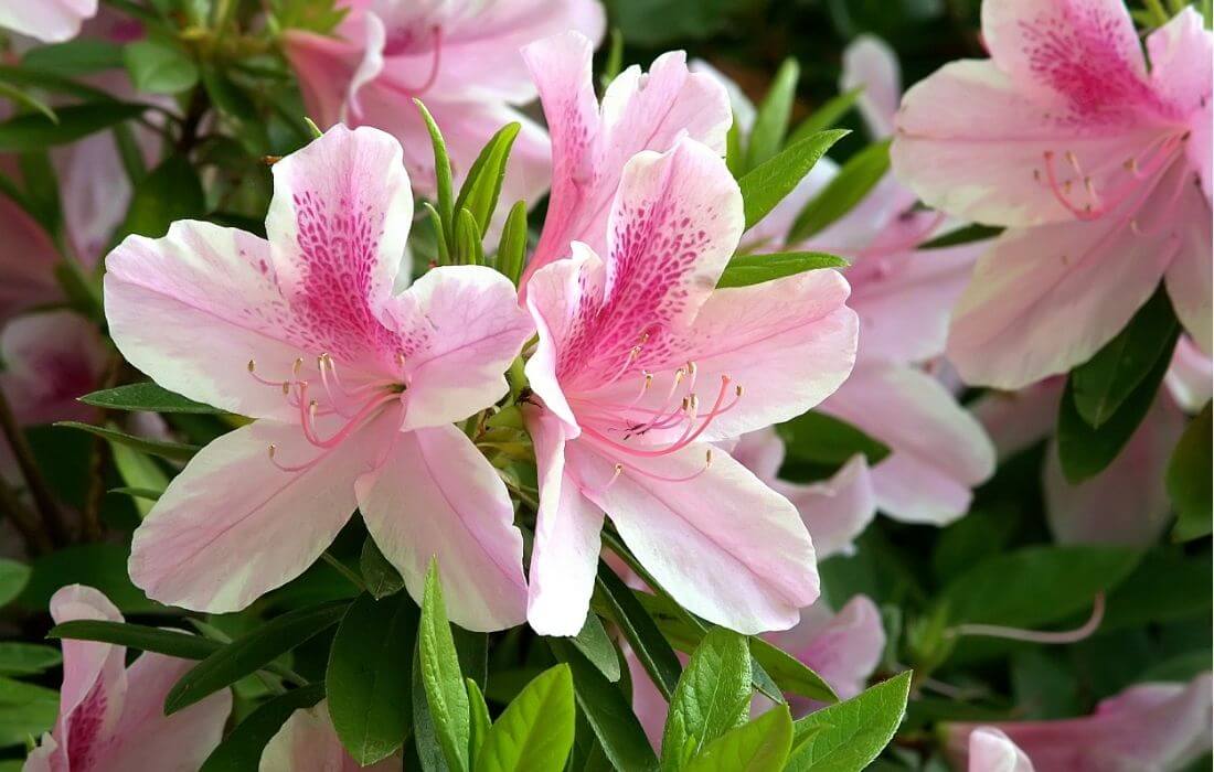 Colorful Flowers: 50 Multi-Colored Flower Names with Images