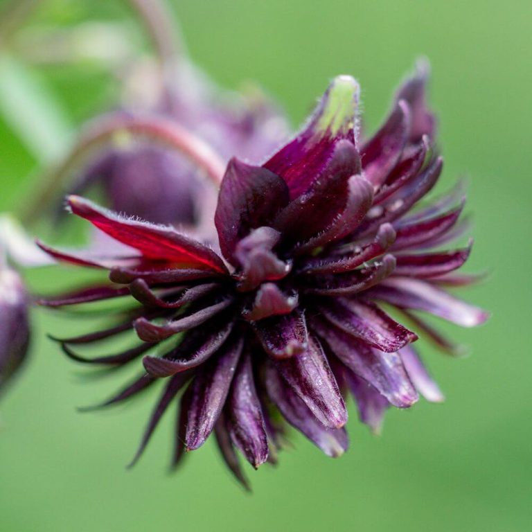 30 Types of Black Flowers (Names and Pictures)