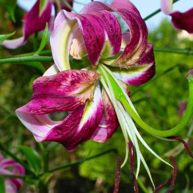30 Types of Black Flowers (Names and Pictures)