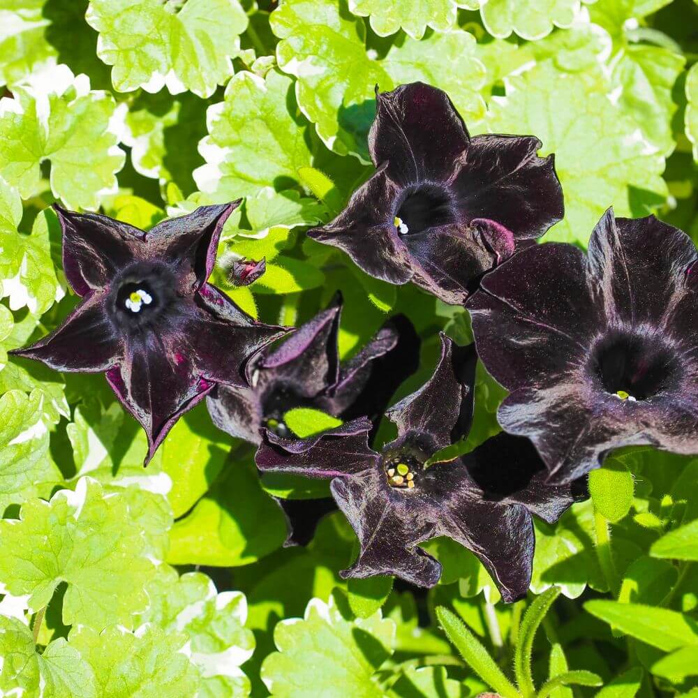 30 Types of Black Flowers (Names and Pictures)