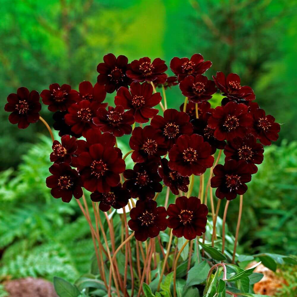 30 Types of Black Flowers (Names and Pictures)
