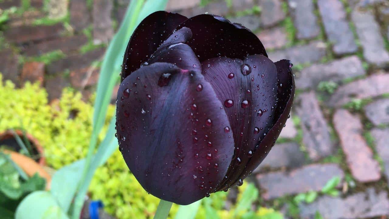30 Types of Black Flowers (Names and Pictures)