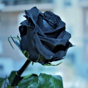 30 Types of Black Flowers (Names and Pictures)