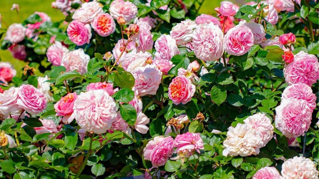 Colorful Flowers: 50 Multi-Colored Flower Names with Images