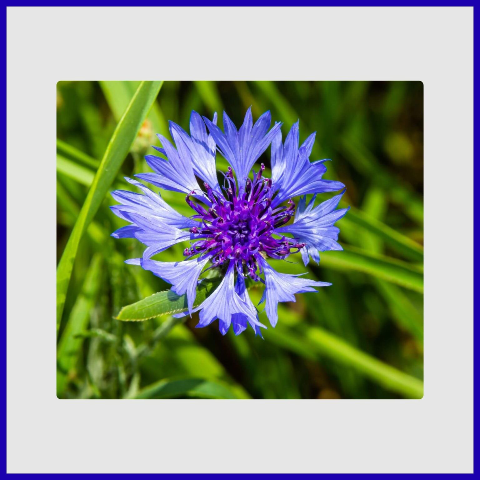 15 Beautiful Blue and White Flowers for Bouquets and Gardens