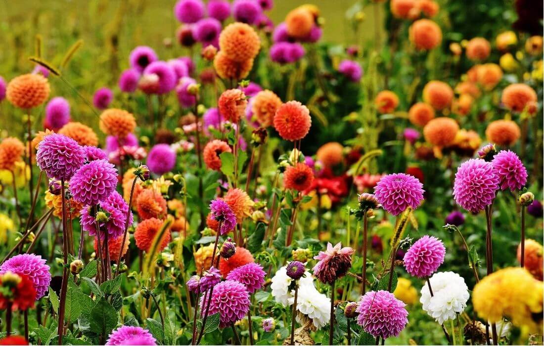 Colorful Flowers: 50 Multi-Colored Flower Names with Images
