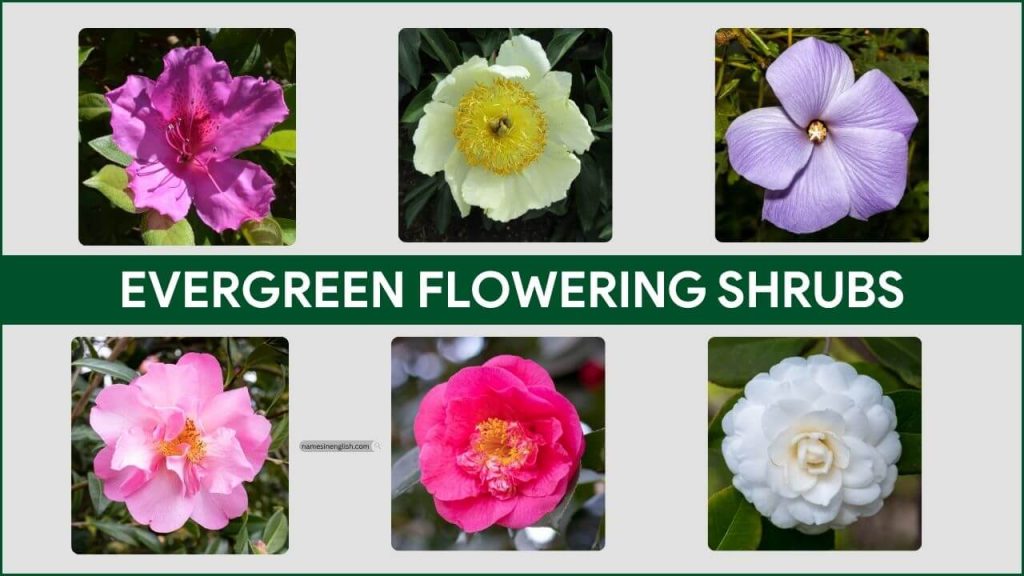 Evergreen Flowering Shrubs: 63 Best Varieties for Your Garden