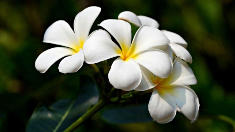20 Strong-Smelling Flowers | Fragrant Flower Names List