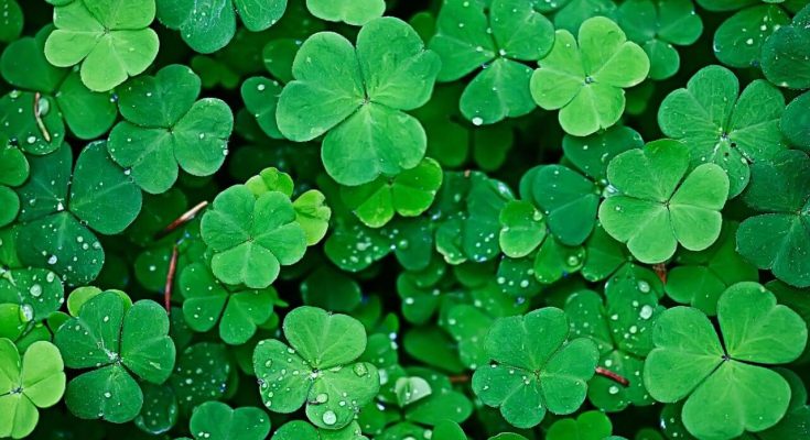 National Flower of Ireland | The Shamrock