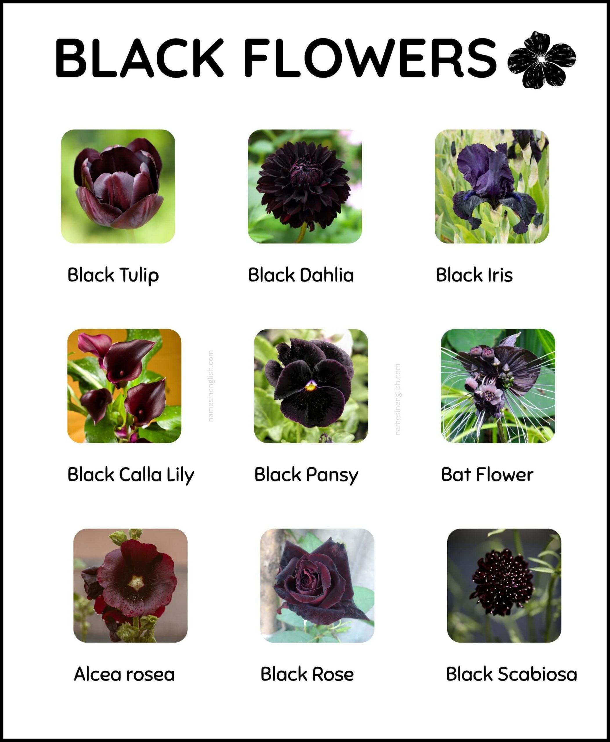 30 Types of Black Flowers (Names and Pictures)