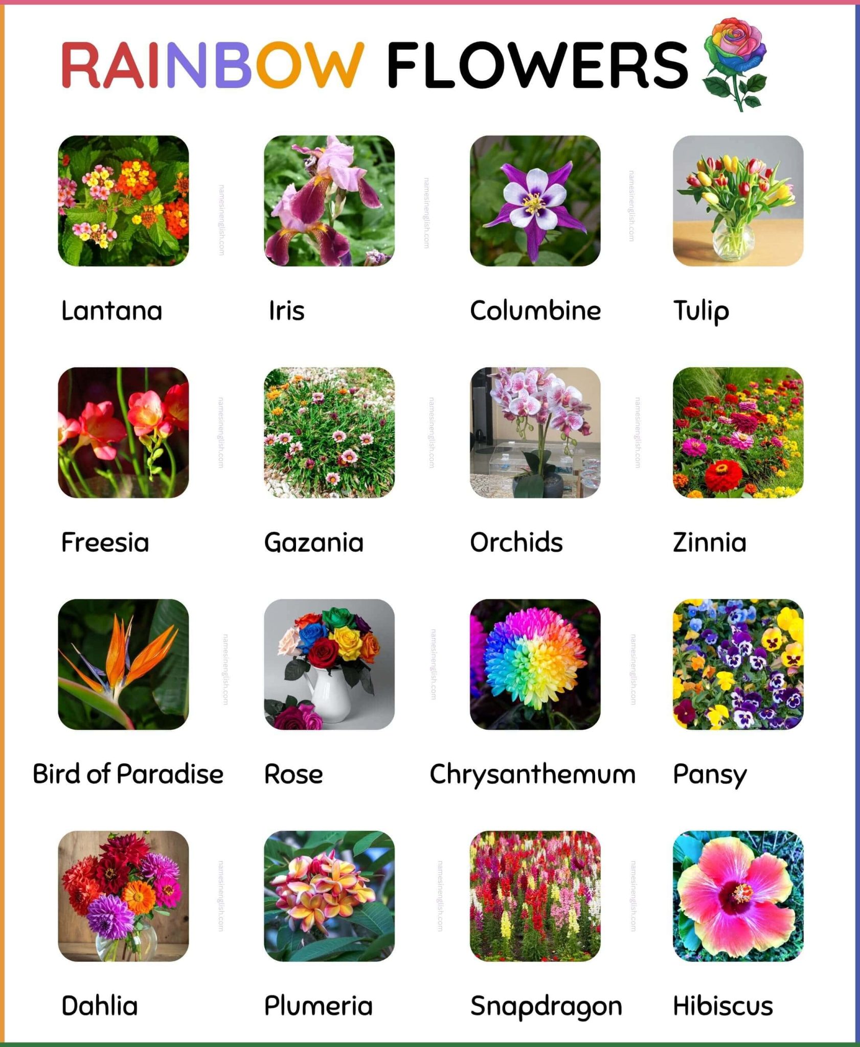20 Rainbow Flower Names & Pictures for Colorful Bouquets