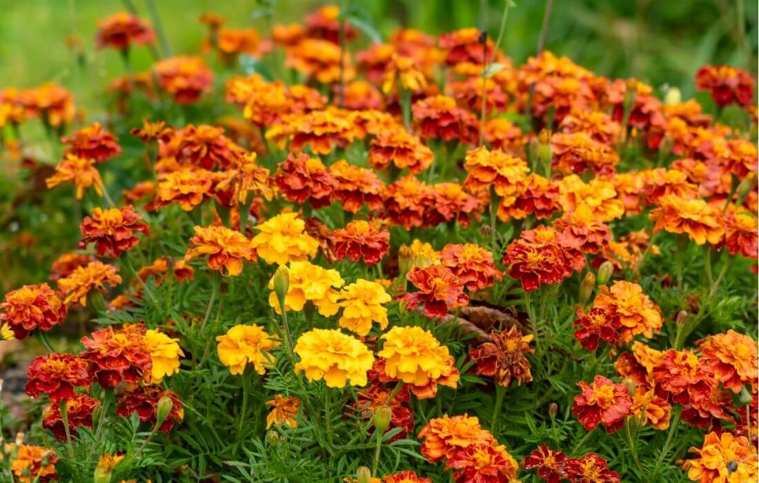 Colorful Flowers: 50 Multi-Colored Flower Names with Images