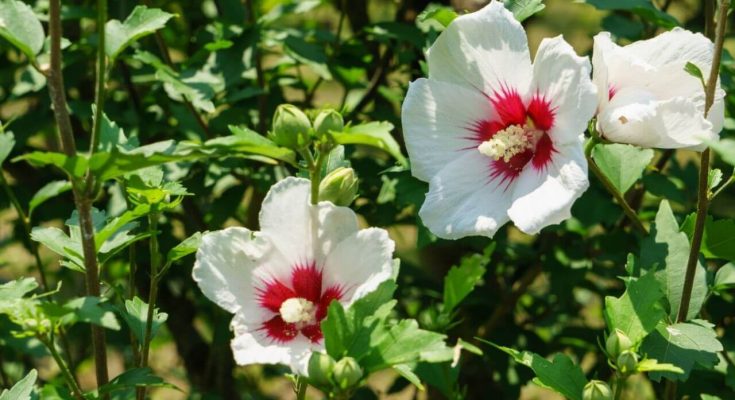 National Flower of Korea | Mugunghwa Flower