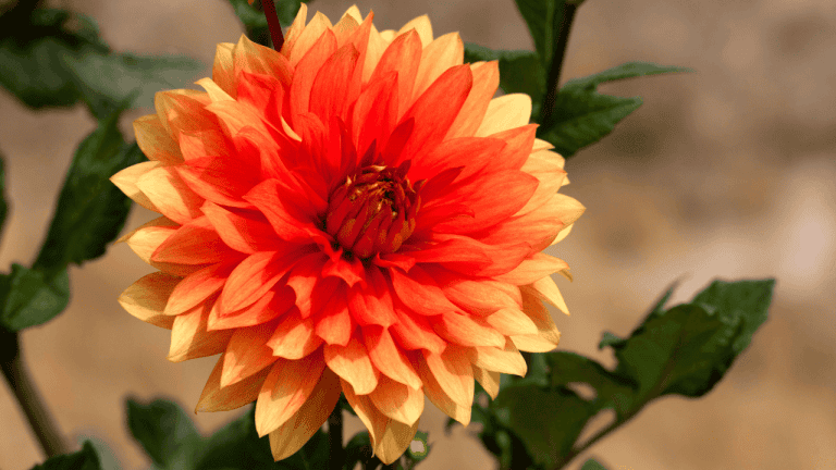 National Flower of Pakistan: 9 Jasmine Facts You’ll Love