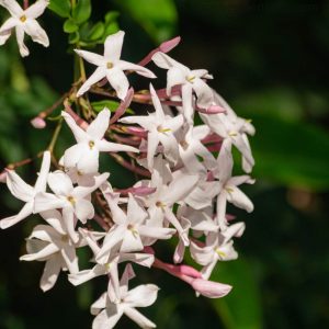 National Flower of Pakistan: 9 Jasmine Facts You’ll Love