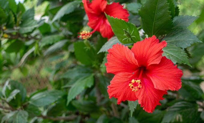 National Flower of Puerto Rico: The Flor de Maga (Thespesia Grandiflora)