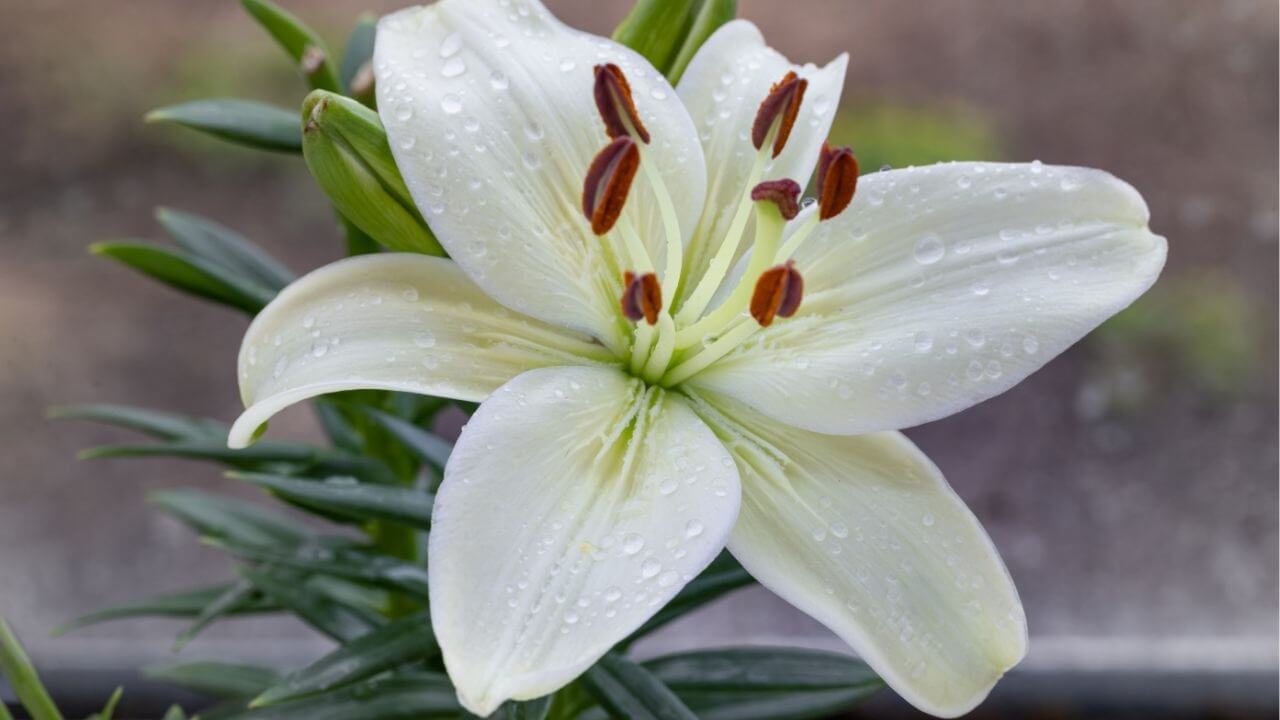 National Flower of Italy: Why the White Lily Represents Italy