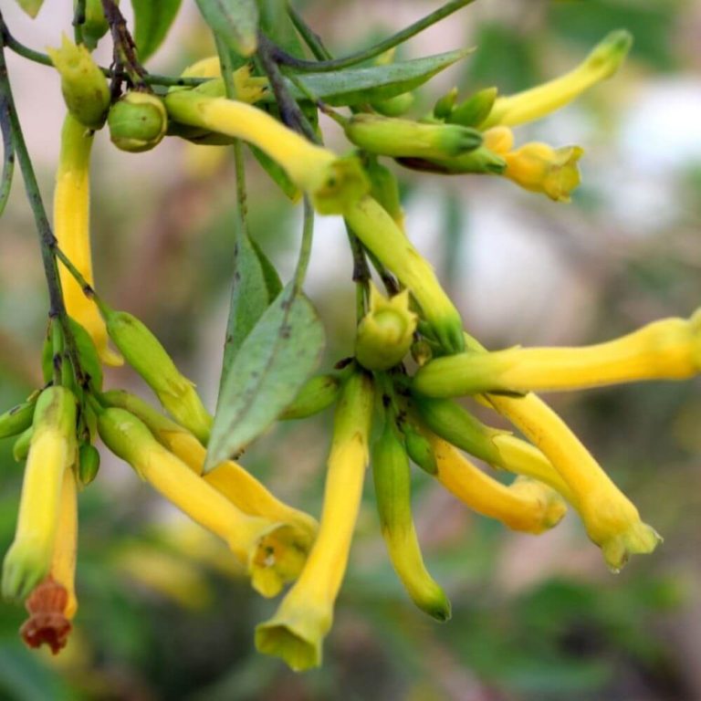 20 Strong-Smelling Flowers | Fragrant Flower Names List