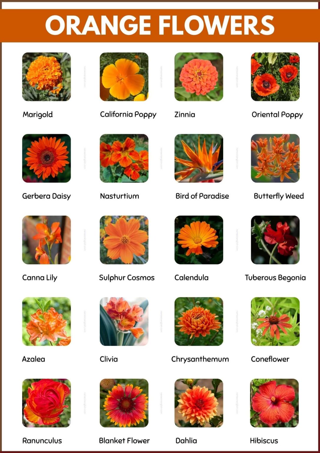 Orange Flowers with Names and Pictures – 25 Beautiful Blooms
