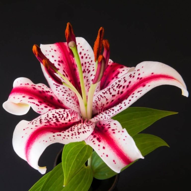 20 Strong-Smelling Flowers | Fragrant Flower Names List