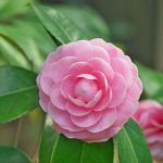 State Flower of Alabama | Camellia