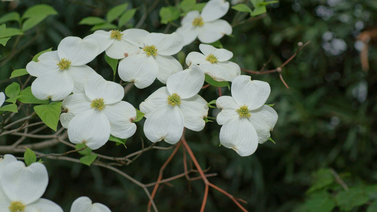 State Flower of Virginia: Dogwood Flower Meaning, Symbolism & Facts