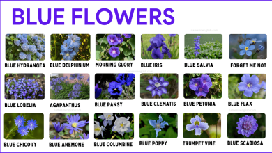 15 Beautiful Blue and White Flowers for Bouquets and Gardens
