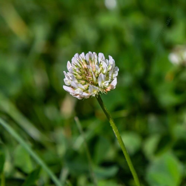 National Flower of Ireland | The Shamrock