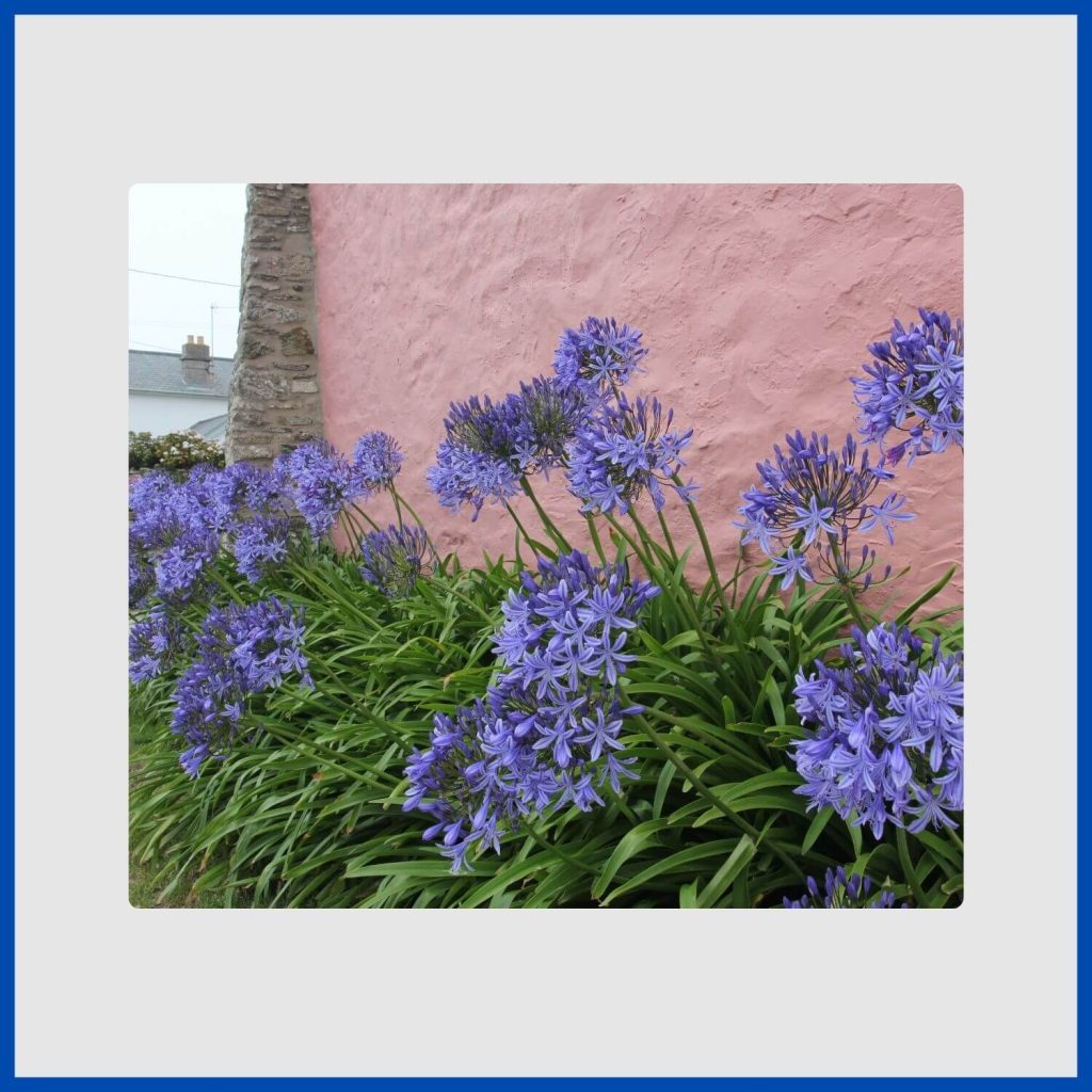 100 Types of Blue Flowers with Pictures: The Ultimate Guide